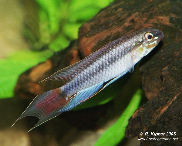 Apistogramma sp. Rotkeil | Apistogramma.com
